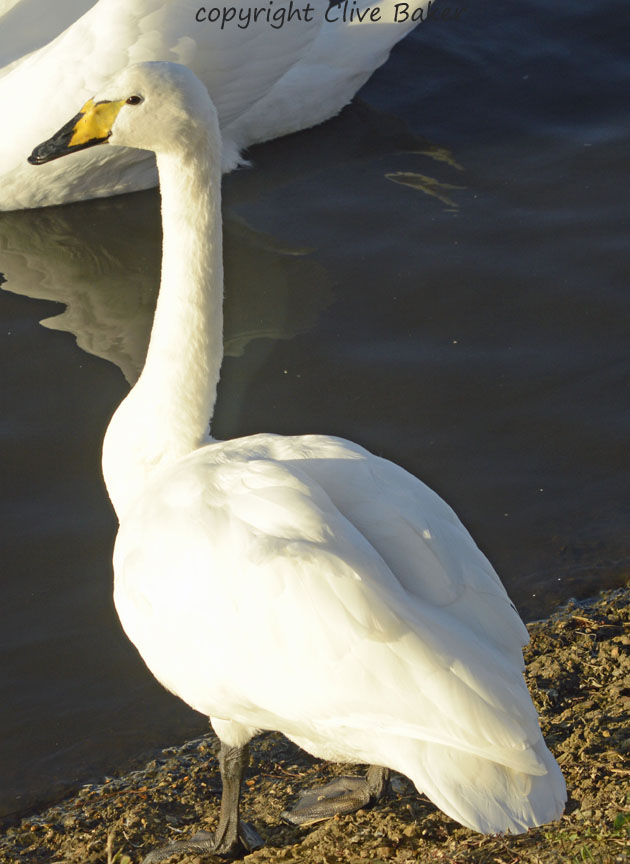 Whooper 01 | East Anglia the Wildlife, Landscape and People.